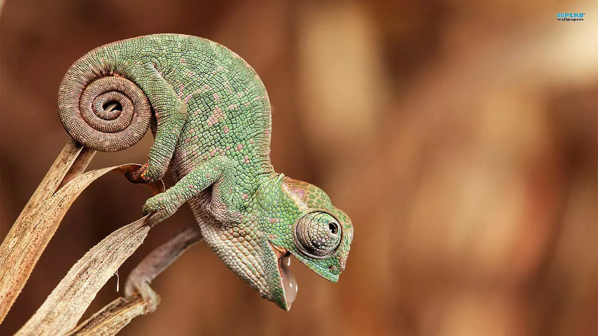 Chameleon