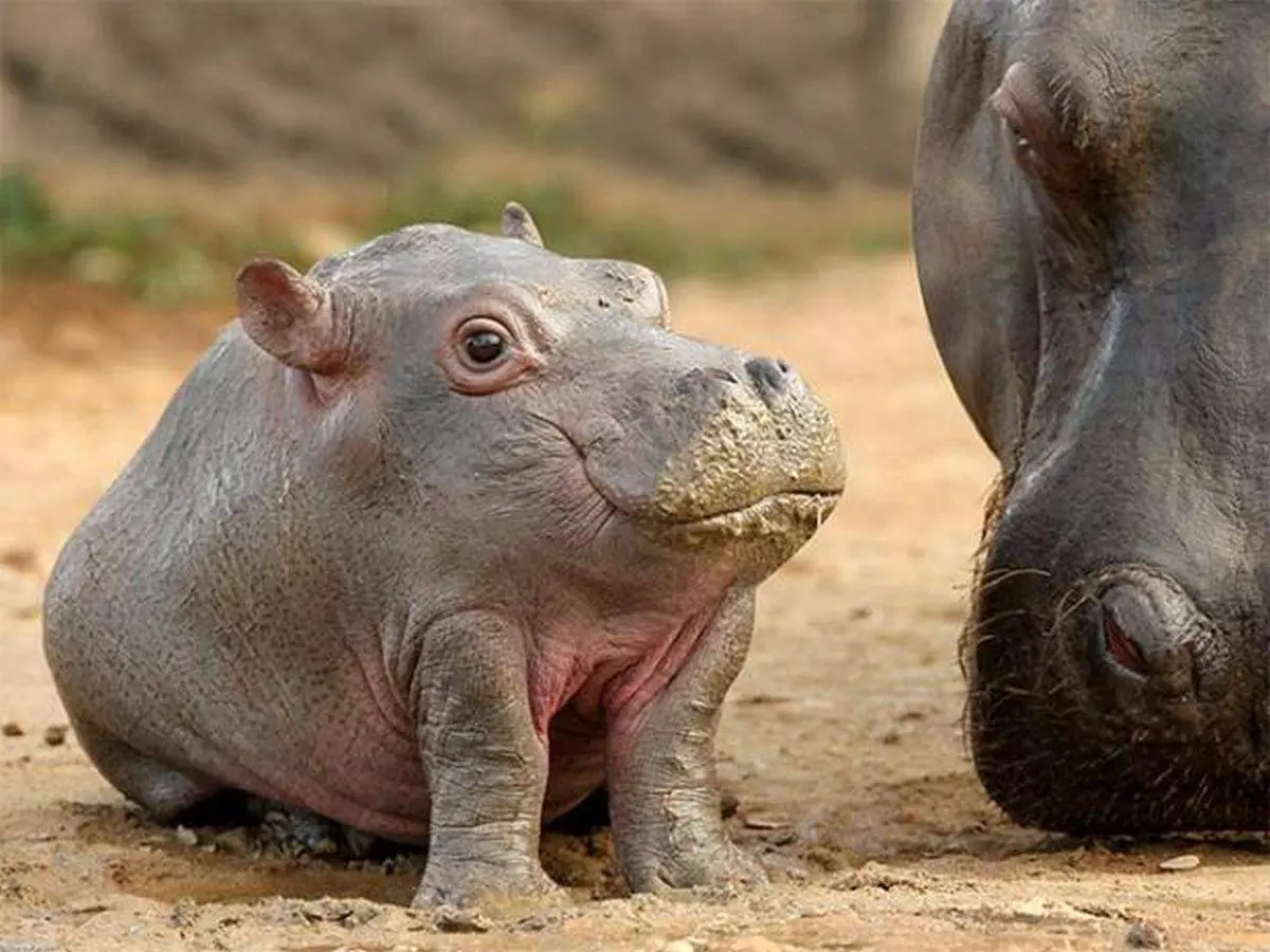 hippopotamus