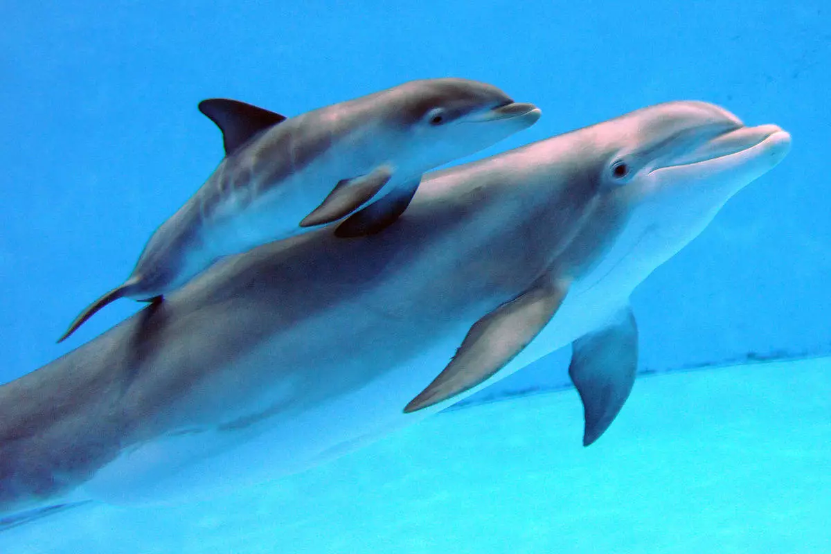 Dolphine