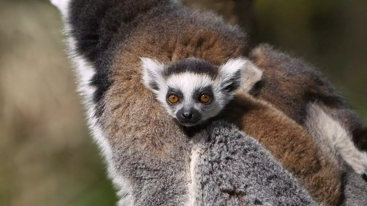 lemur