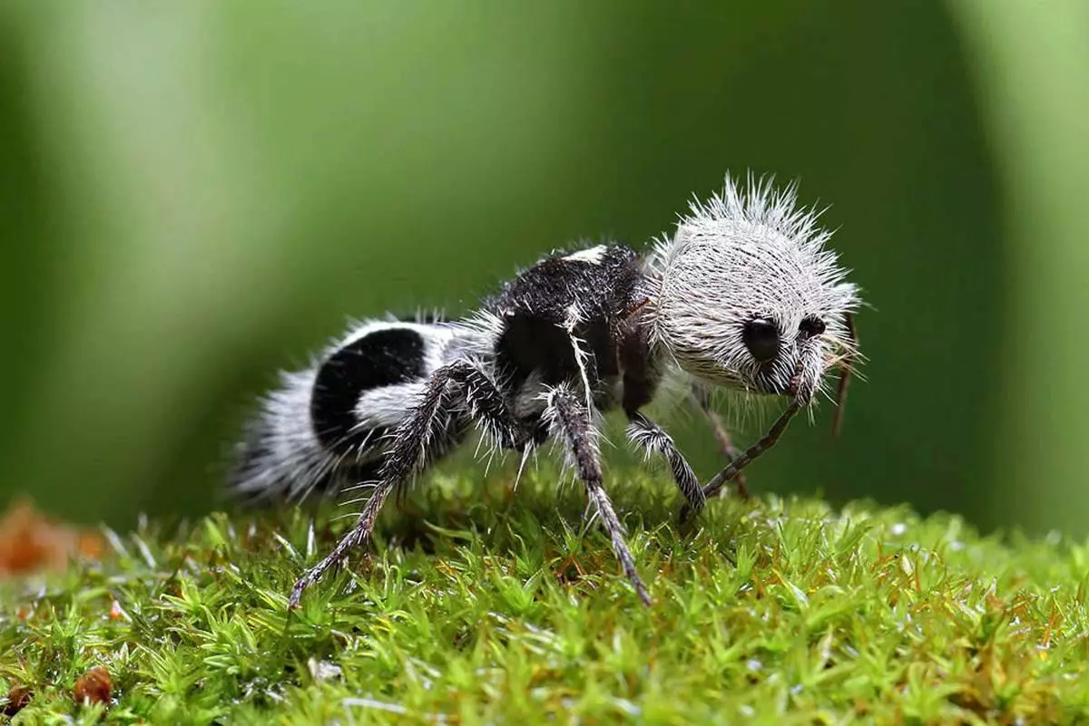 Ant-panda.