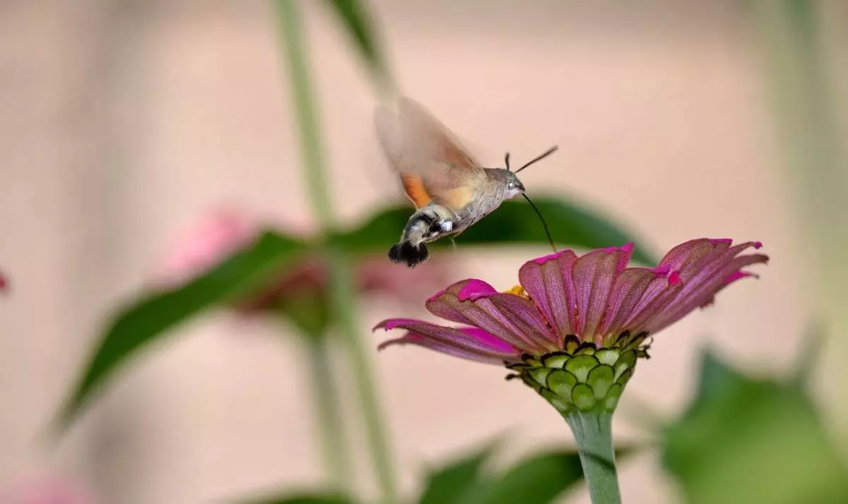 Borboleta de pássaro.