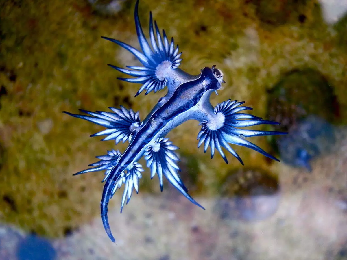 Dragão azul