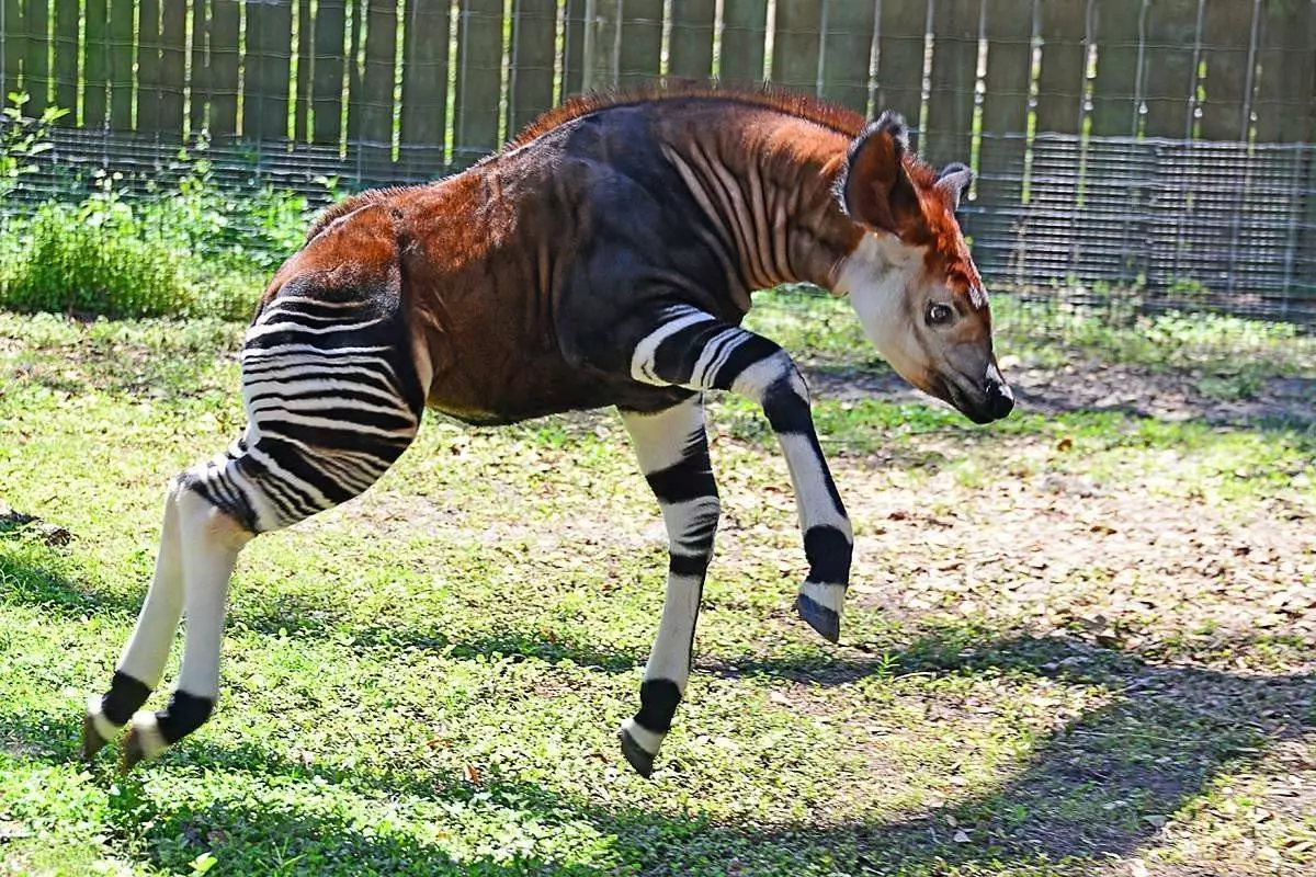 Okapi.