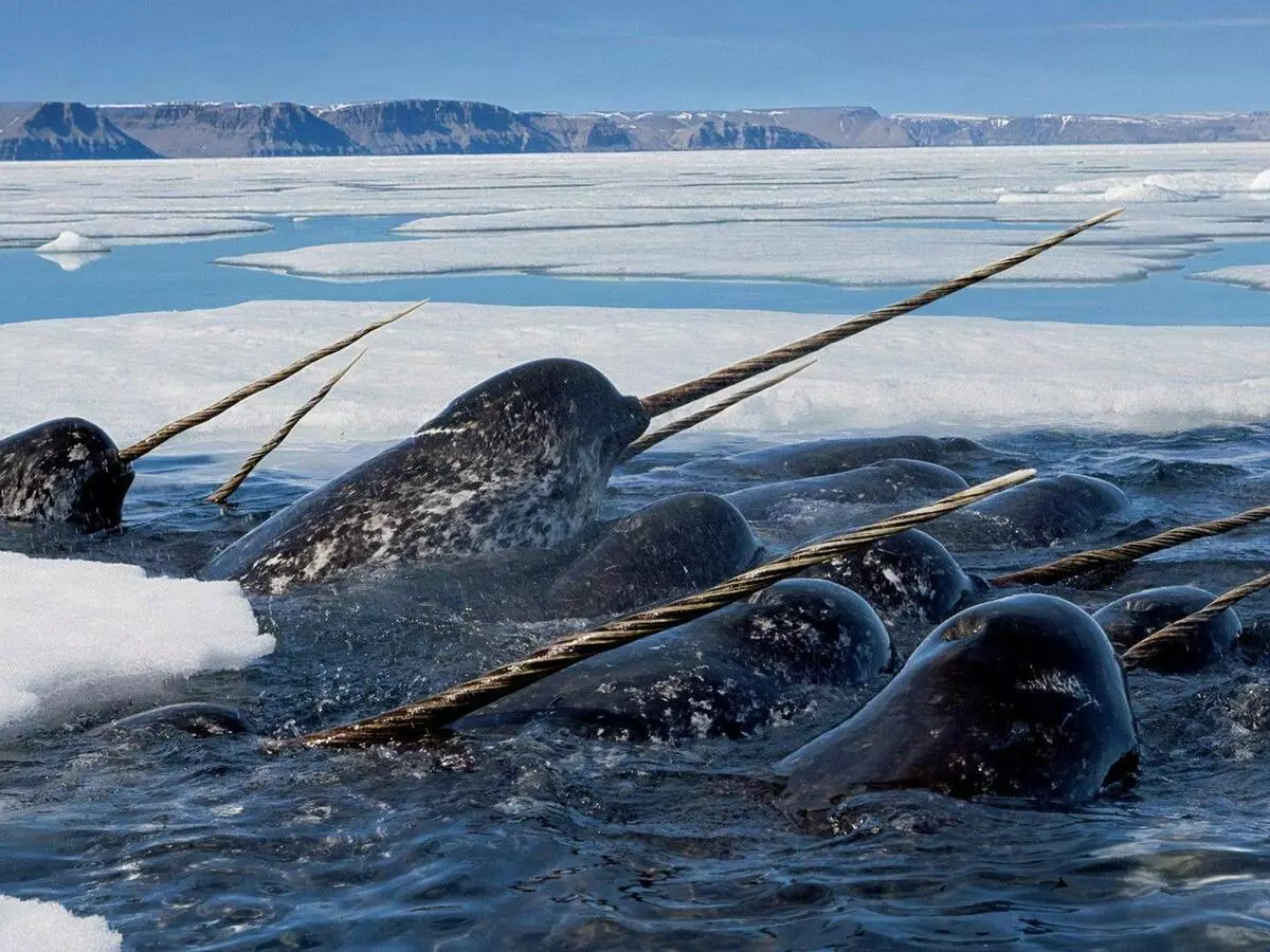 narwhal