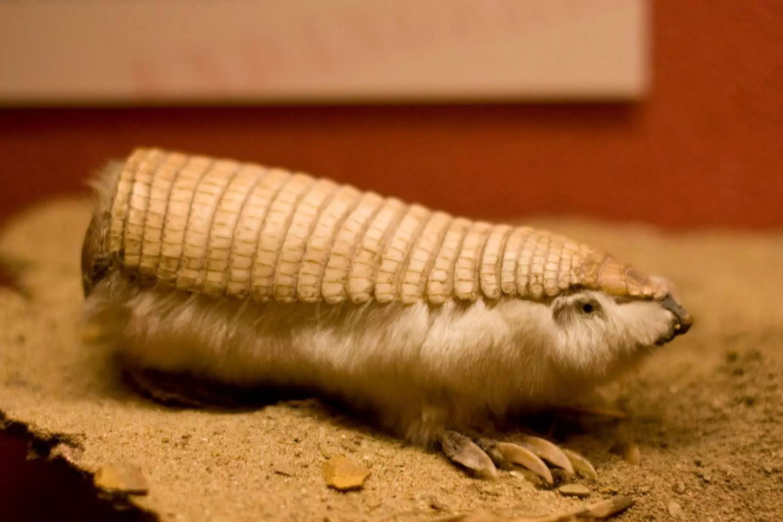 Armadillo