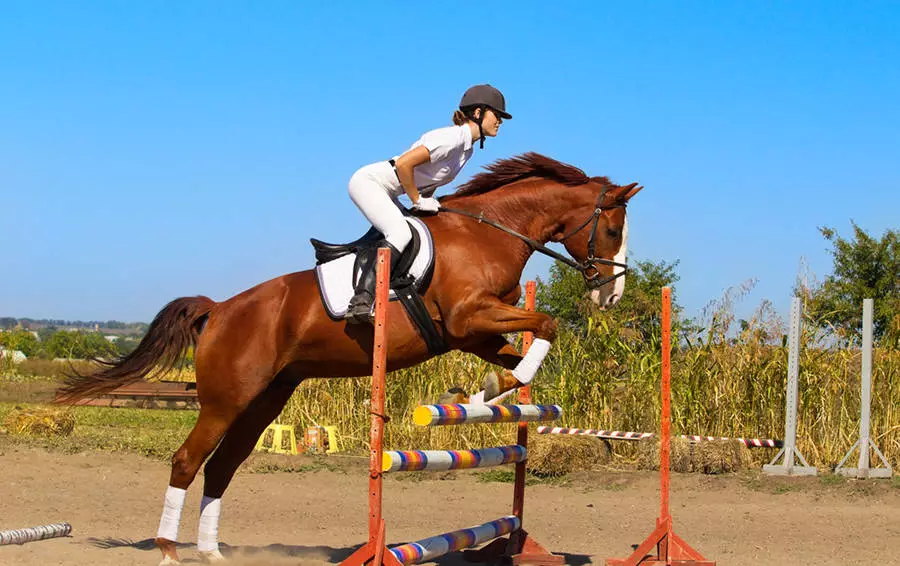 Donde caballos caballos igualmente complejos deportivos de Moscú.