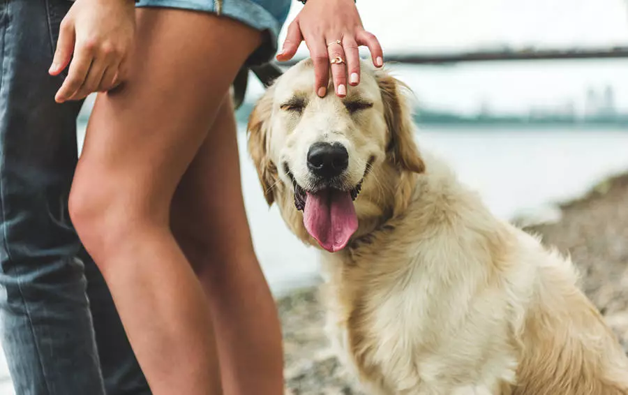 kumaha ngajarkeun anjing ka tim