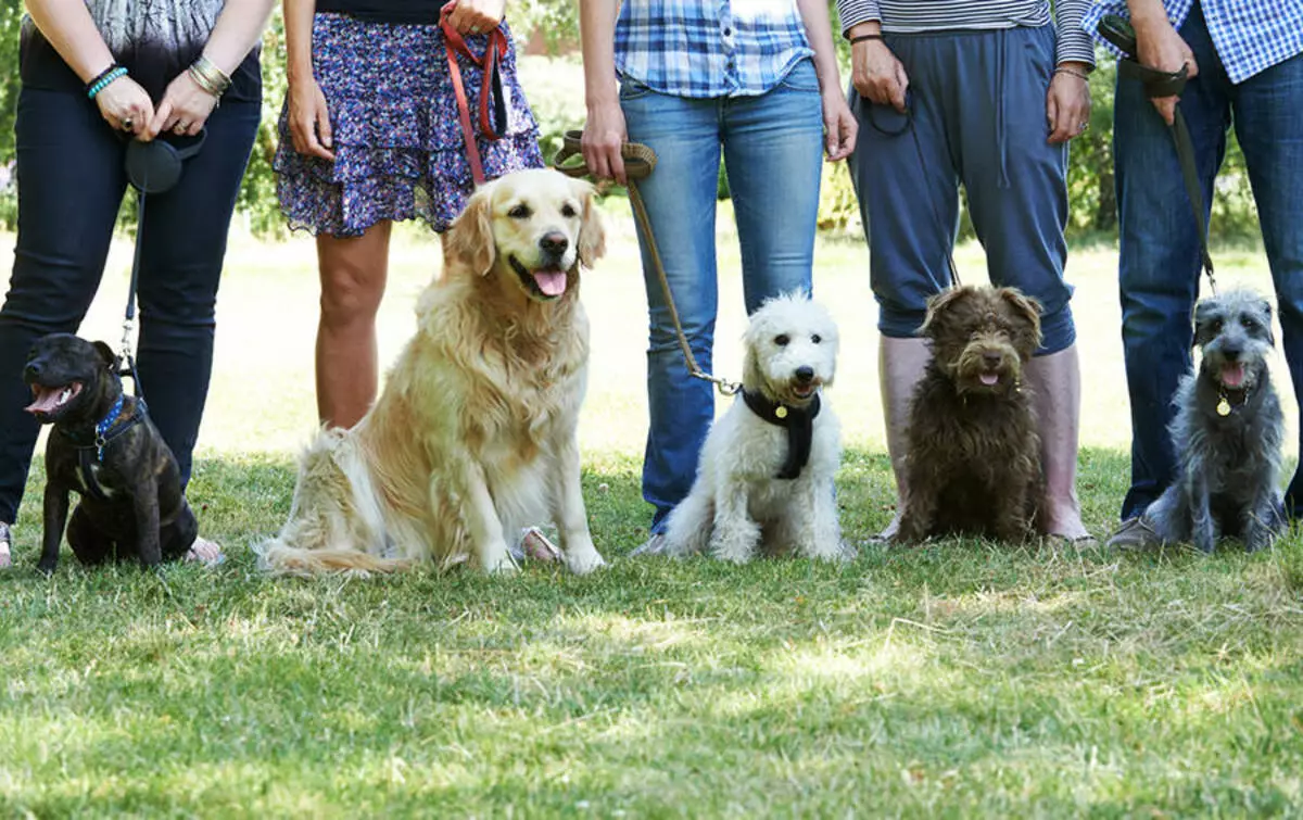 Come insegnare a un cane alle squadre