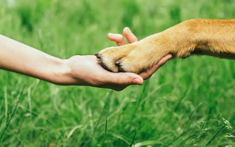 kumaha ngajarkeun anjing ka tim