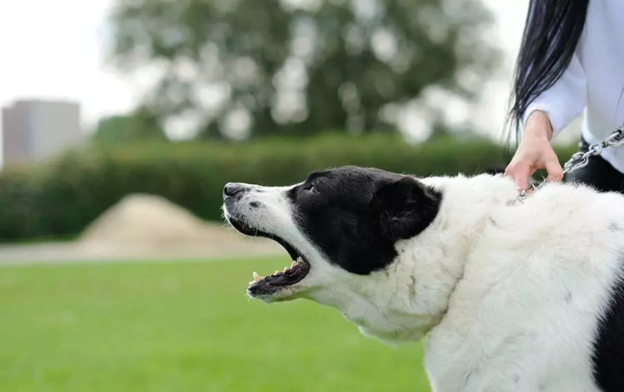 kumaha ngajarkeun anjing ka tim