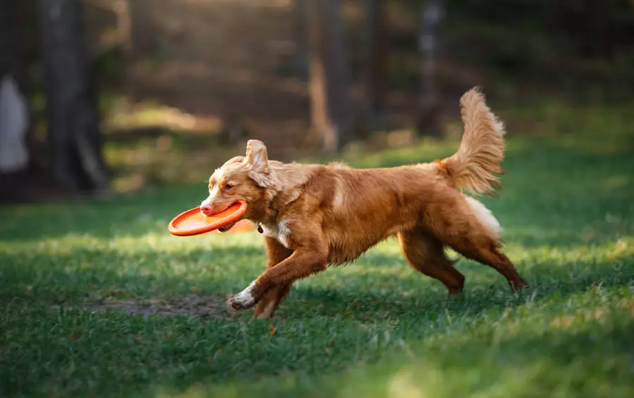 kumaha ngajarkeun anjing ka tim