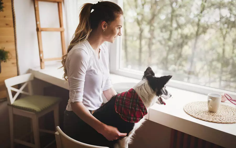 Come insegnare a un cane alle squadre