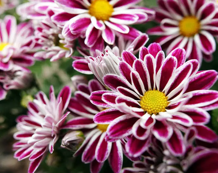 Que flores para dar diferentes signos do zodíaco