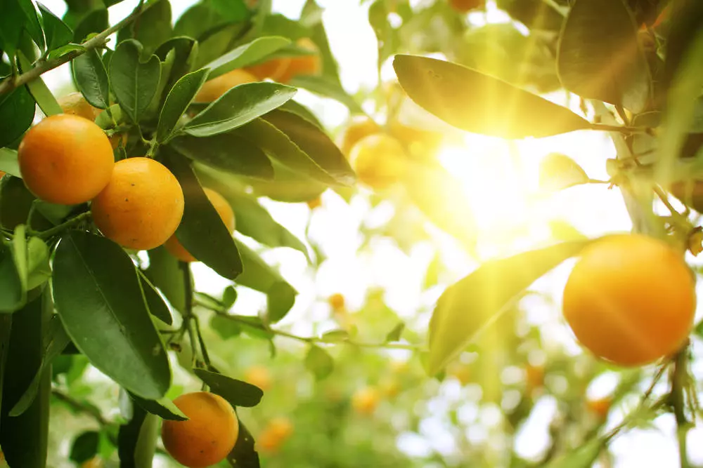 Cómo limpiar la naranja