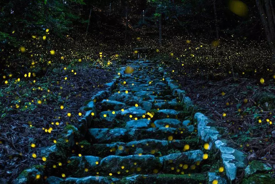 Fireflies Japonia