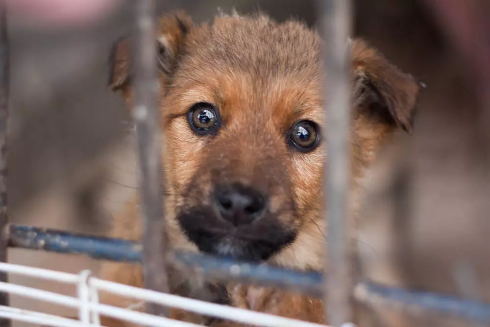 Hoe dakloze dieren te helpen