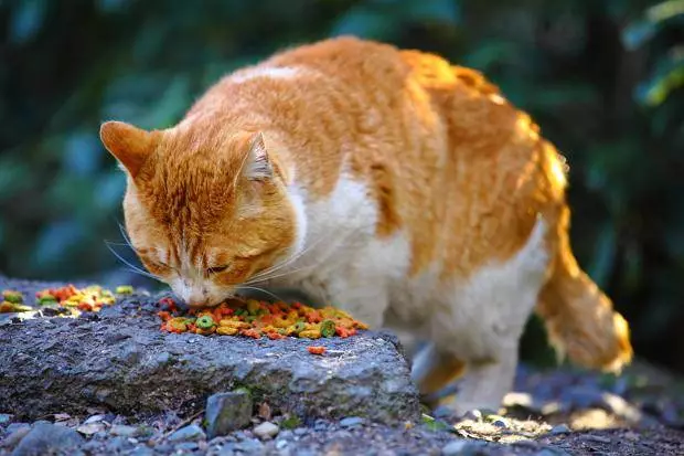 Hoe dakloze dieren te helpen