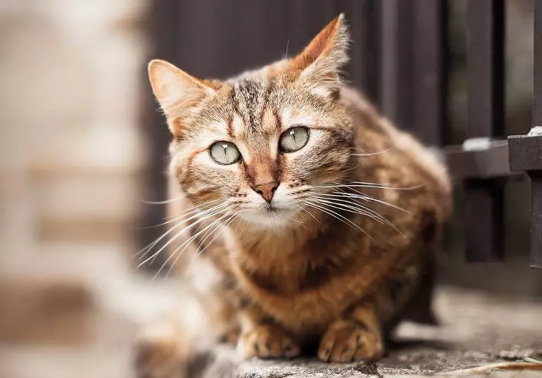 Hoe dakloze dieren te helpen