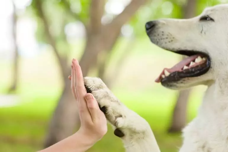 Hoe dakloze dieren te helpen