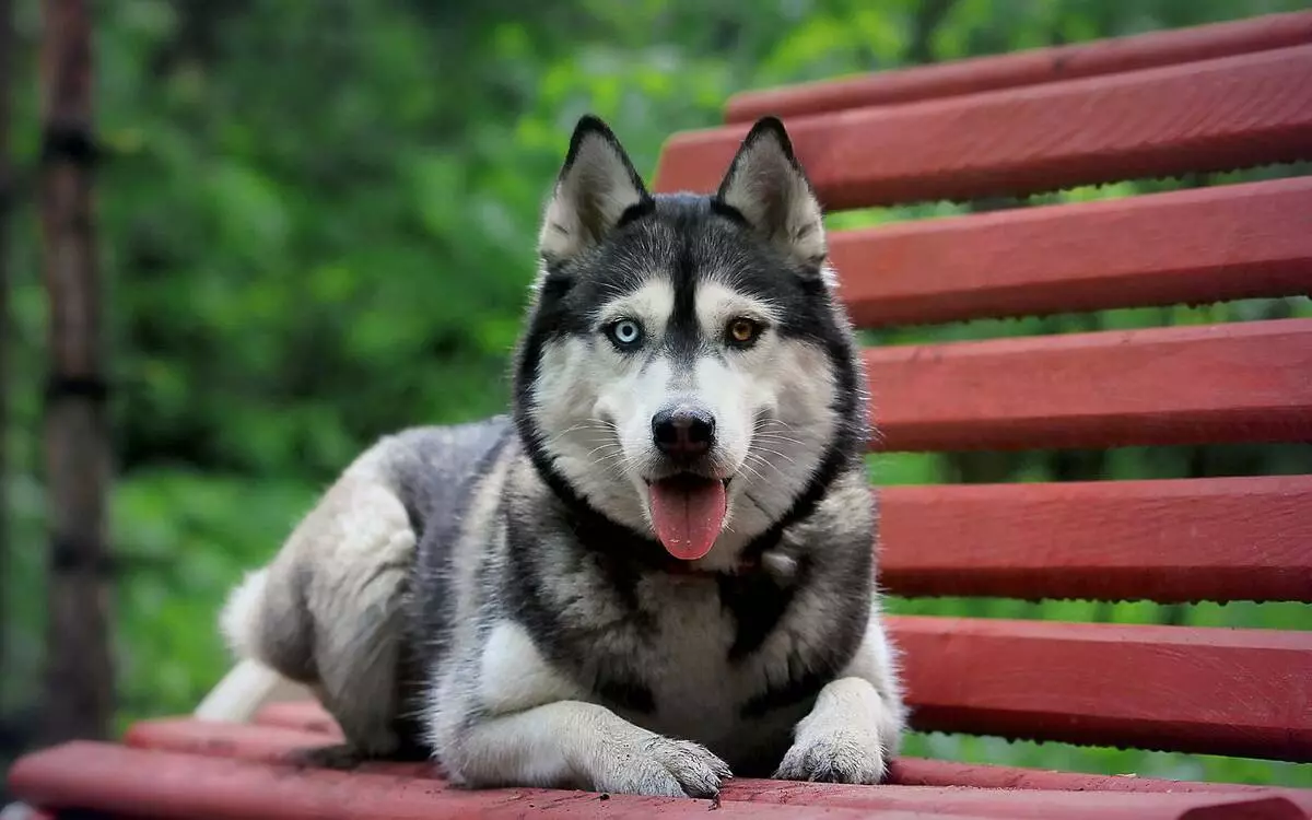 Foto 3 - Cara NAMA NAMPAK DOG BISA kanggo Wong-wong sing Ora Bisa Pilih Pet Kenangan