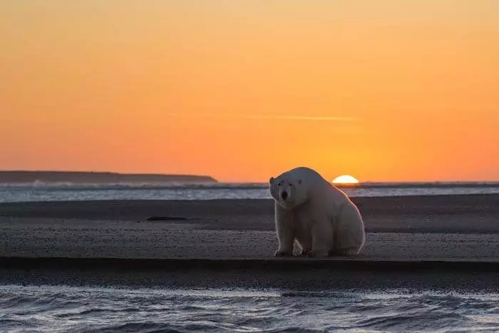 Photo - photographer captured a bear when there was no snow on Alaska