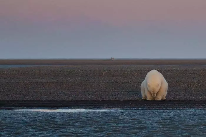 Foto 2 - Fotografen fångad en björn när det inte fanns någon snö på Alaska