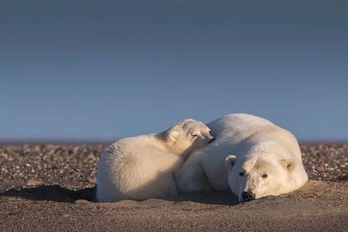 Foto 3 - Fotografen fångade en björn när det inte fanns någon snö på Alaska