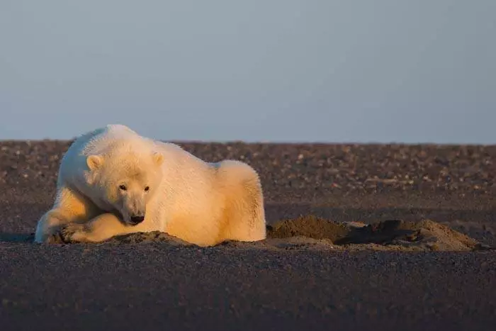 Foto 5 - Fotografen fångade en björn när det inte fanns någon snö på Alaska