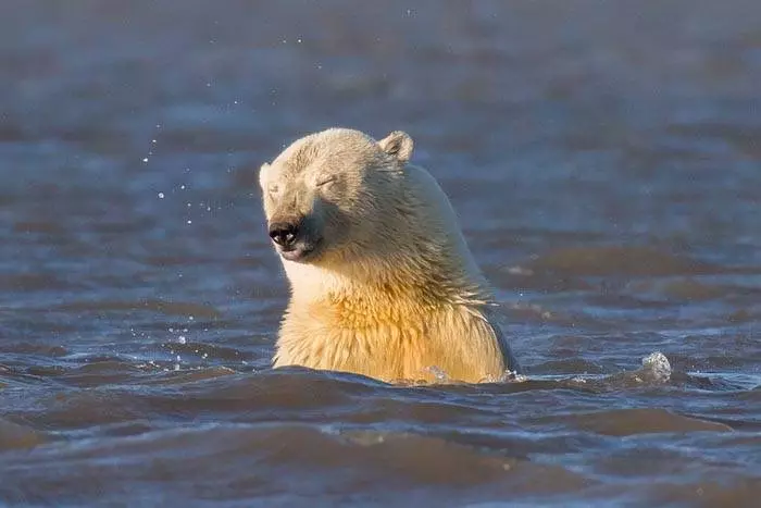 Foto 6 - Fotograaf ferovere in bear doe't d'r gjin snie wie op Alaska