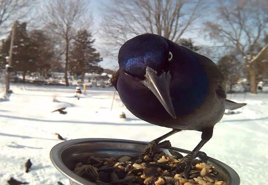 Alimentación en aves de inverno - 10 fotos interesantes