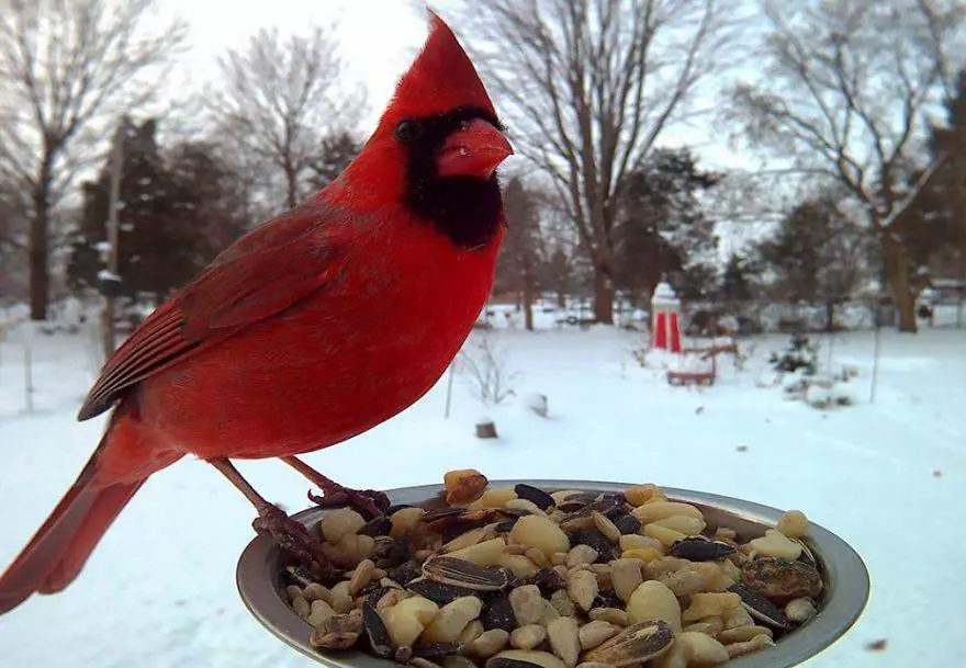 Photo 10 - Nourrir les oiseaux en hiver 10 photos intéressantes