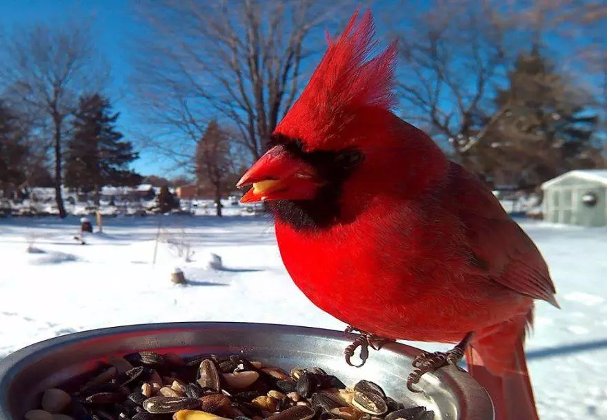 Photo 2 - Nourrir les oiseaux en hiver 10 photos intéressantes