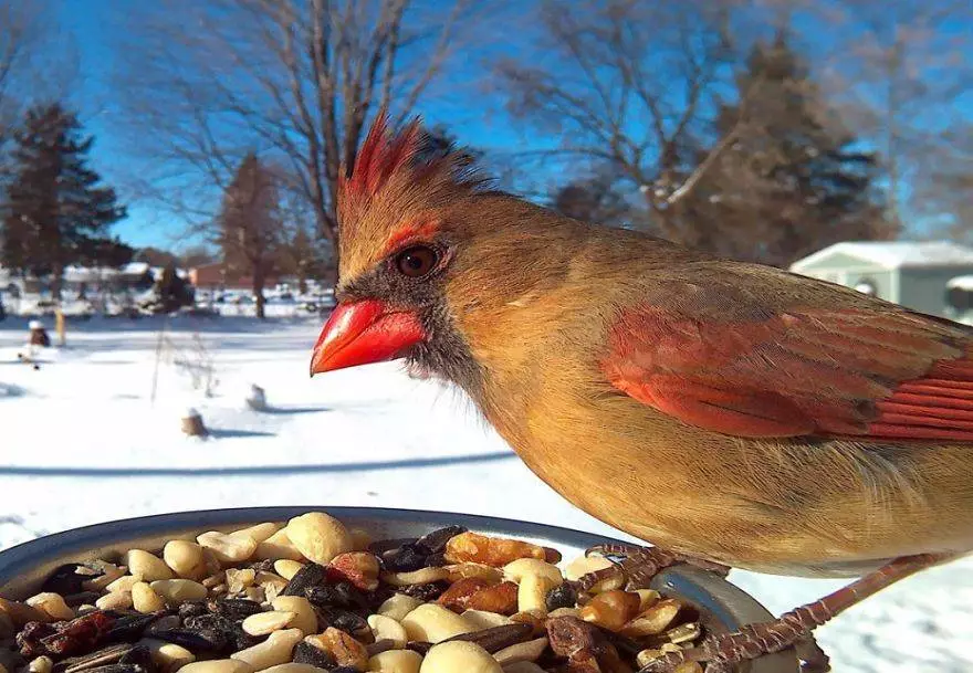 Photo 4 - Nourrir les oiseaux en hiver 10 photos intéressantes