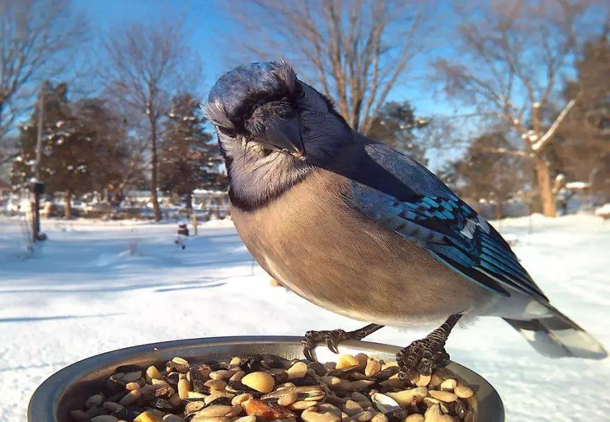 Photo 5 - Nourrir les oiseaux en hiver 10 photos intéressantes