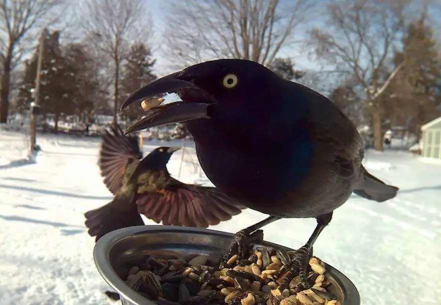 Photo 6 - Nourrir les oiseaux en hiver 10 photos intéressantes