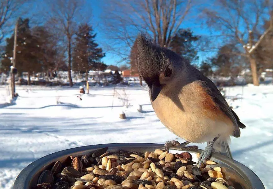 Photo 7 - Nourrir les oiseaux en hiver 10 photos intéressantes