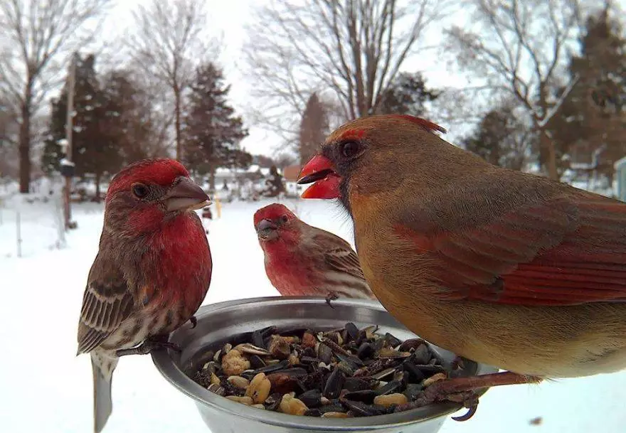 Photo 8 - Nourrir les oiseaux en hiver 10 photos intéressantes