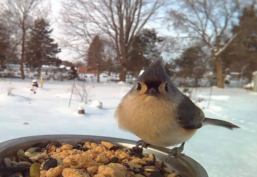 Photo 9 - Nourrir les oiseaux en hiver 10 photos intéressantes