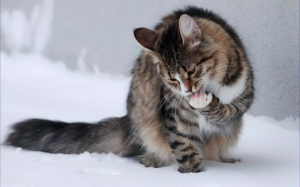 Hvordan vaske katten hjemme (video)