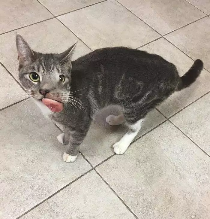 Cat me një tumor të madh tani mund të buzëqeshë