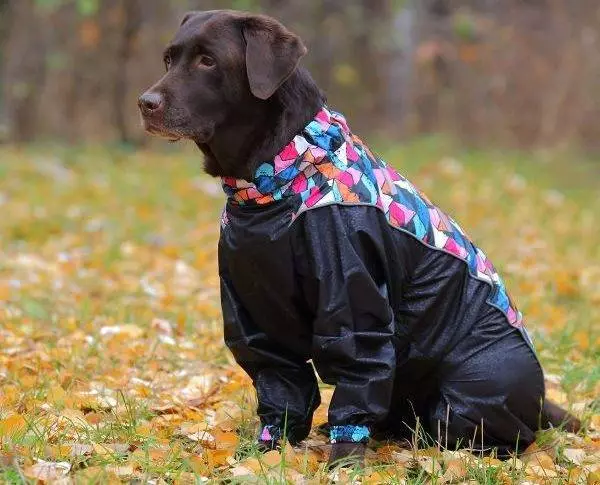 Bagaimana untuk menjahit pakaian untuk anjing melakukannya sendiri? Arahan langkah demi langkah