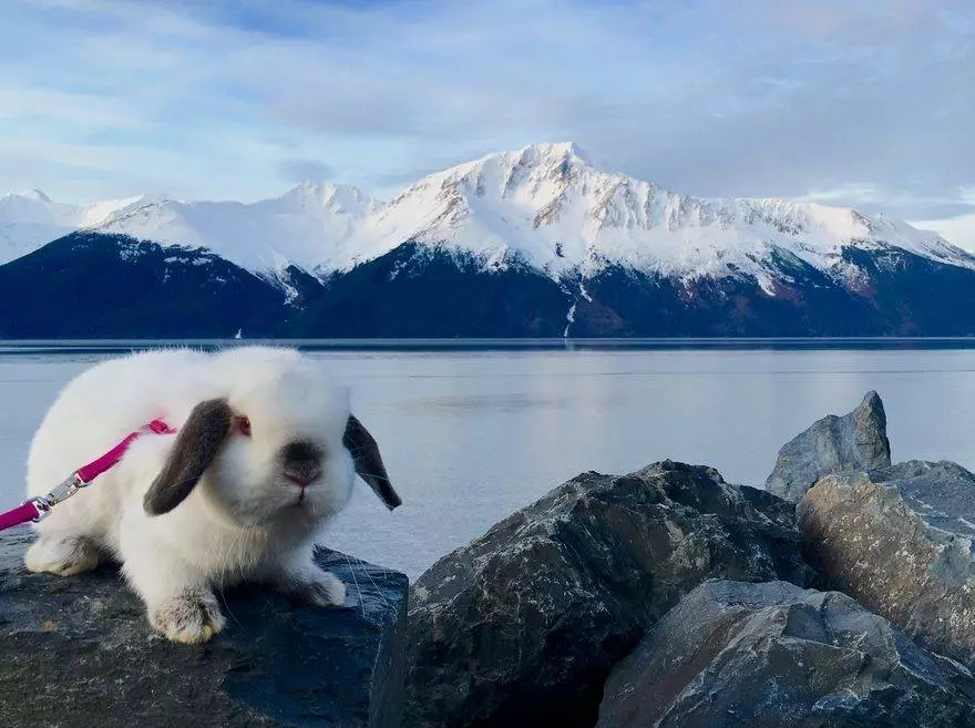 Photo 3 - Marches de lapin manuelle dans la randonnée avec sa maîtresse