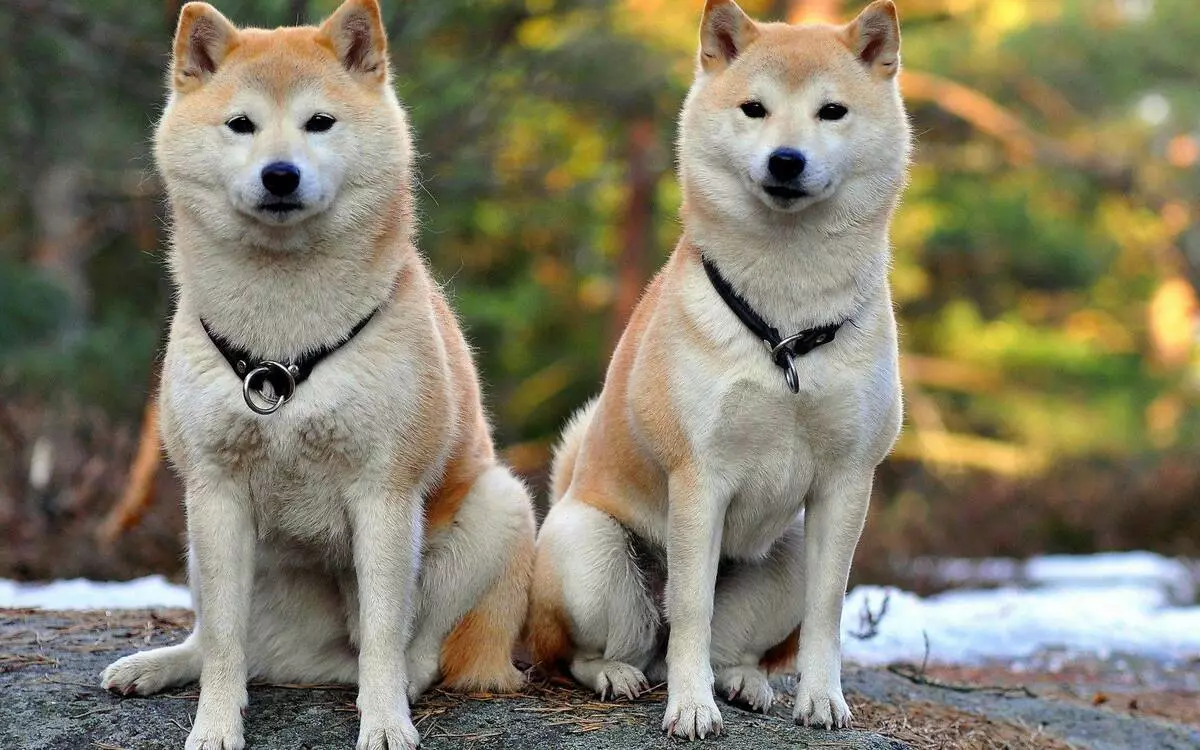 Pris på lykke: Når der er mange hunde i dit hus