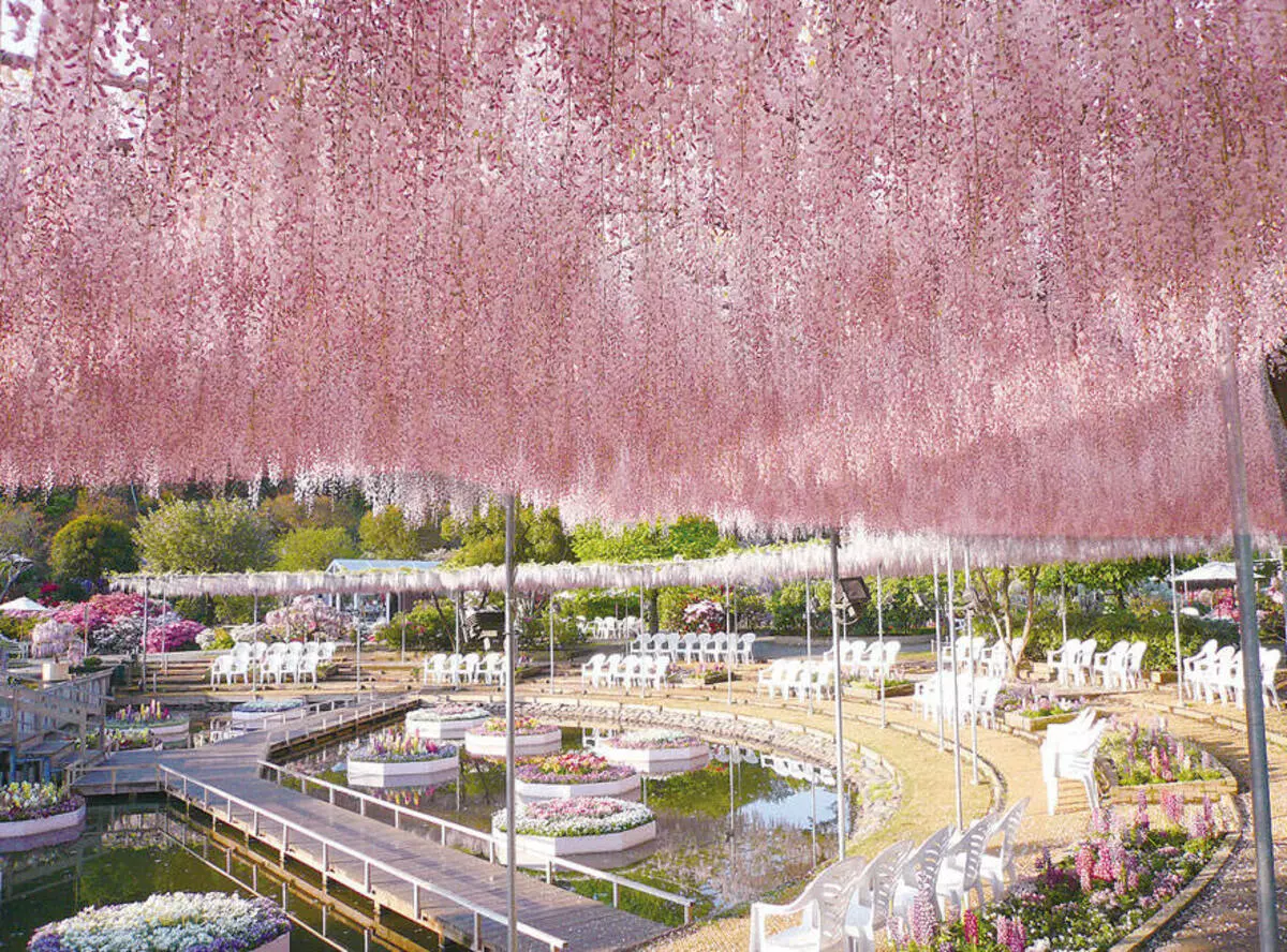 10 Foto viser, at du skal hurtigst muligt gå til Japan på Festival of Blooming Visteria