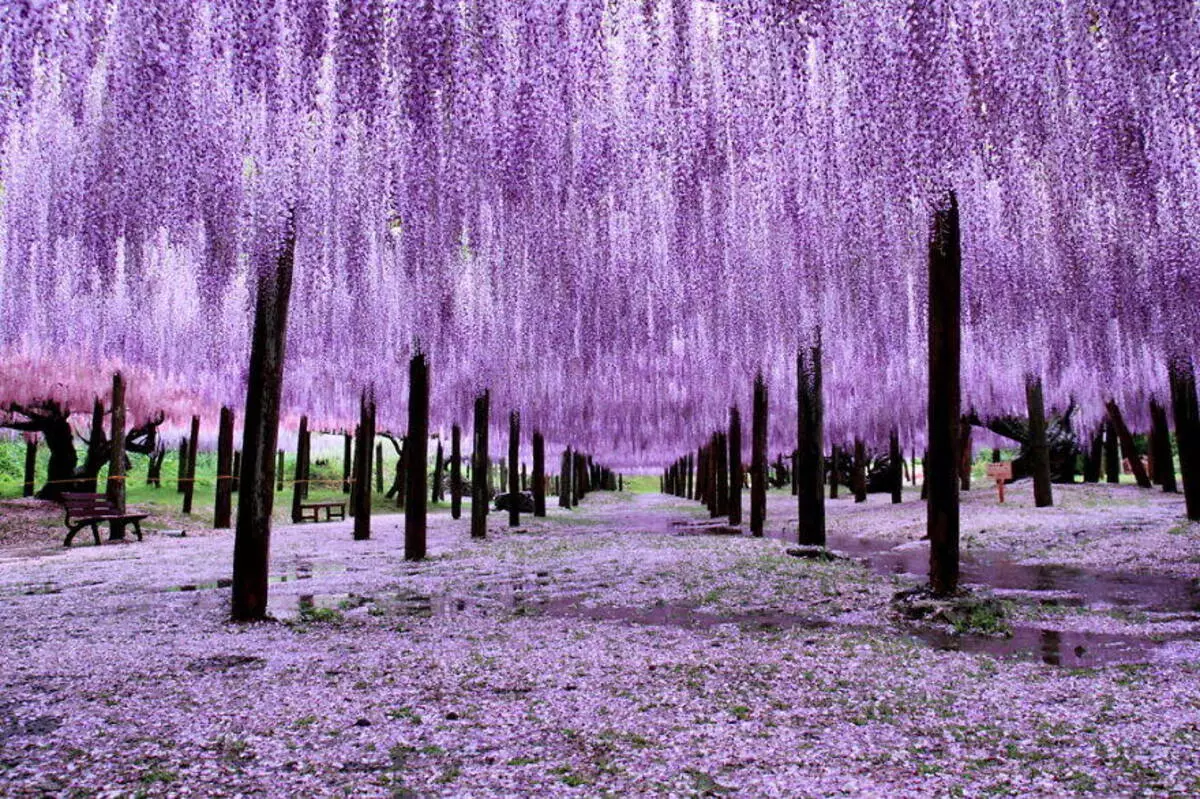 10 foto näitab, et teil on vaja kiiresti minna Jaapanis Blooming Visteria festivalil 378_10