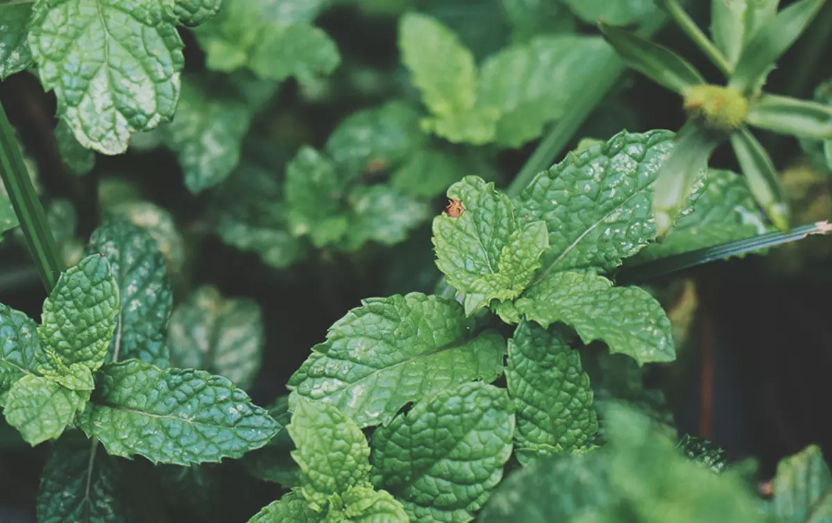 5 Redenen om net om Phytosborg te keapjen