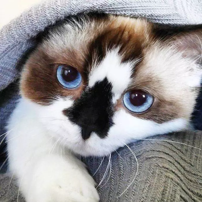 Foto 3 - Pequeño gatito ganó los corazones 450,000 usuarios de Instagram