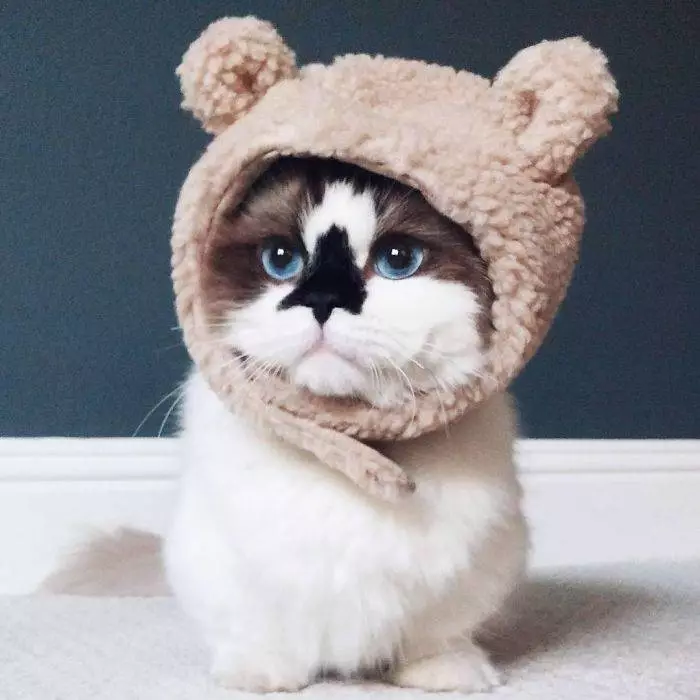 Foto 8 - Pequeño gatito ganó los corazones 450,000 usuarios de Instagram