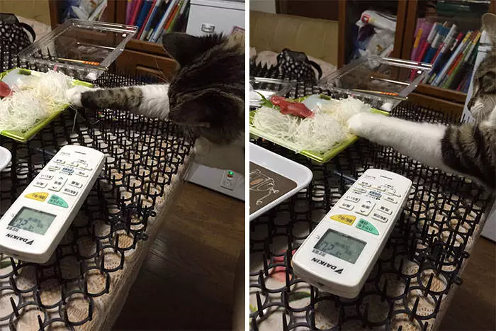 Japanese cats have become unresponsible to spiked mats